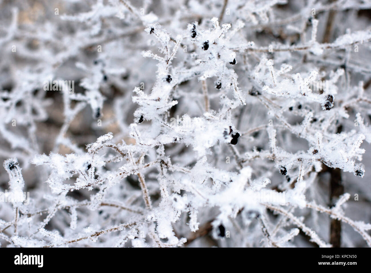 hoarfrost on branches Stock Photo - Alamy