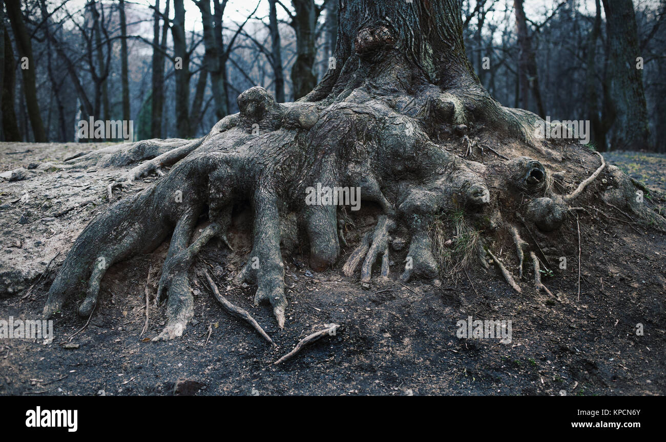 roots of an old tree in the park Stock Photo - Alamy