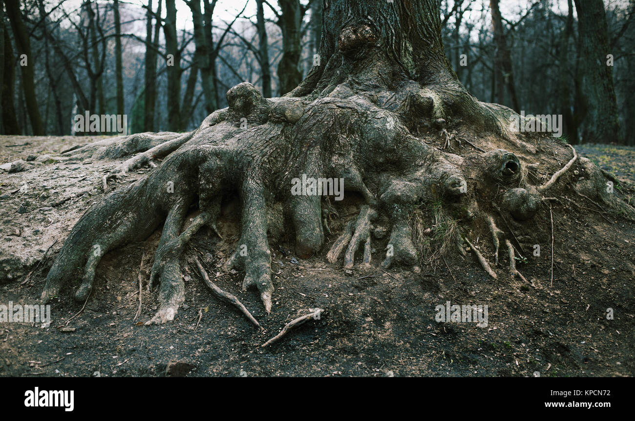 Night Roots High Resolution Stock Photography and Images - Alamy