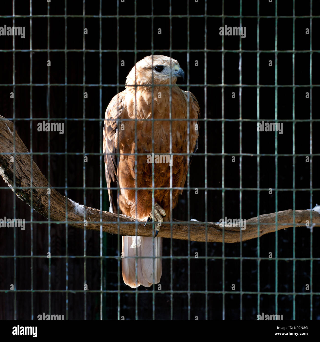 Hawk in zoo Stock Photo - Alamy