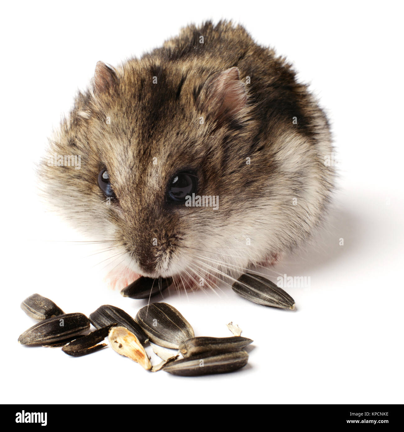 greedy little hamster Stock Photo - Alamy