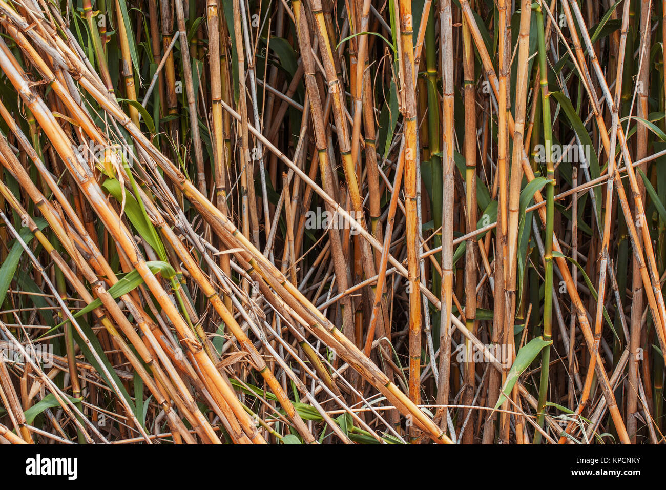 Brown bamboo stalks Stock Photo - Alamy
