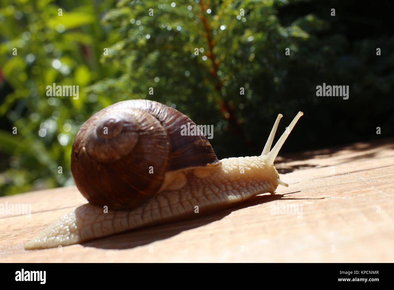 big snail close-up on the wooden desk Stock Photo - Alamy