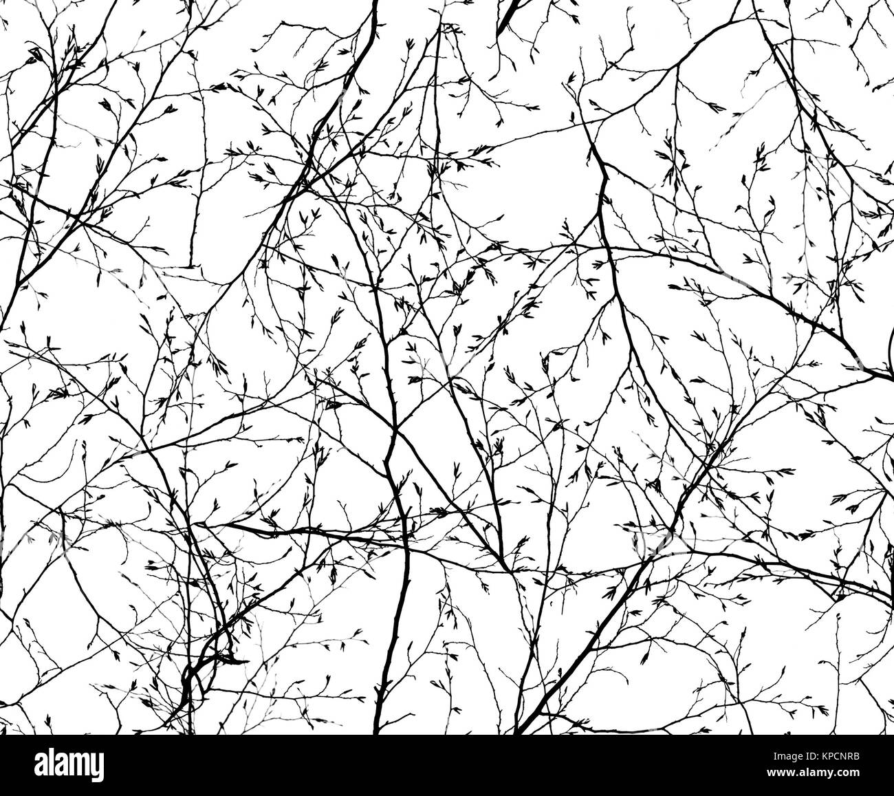Seamless texture branch white Black and White Stock Photos & Images - Alamy