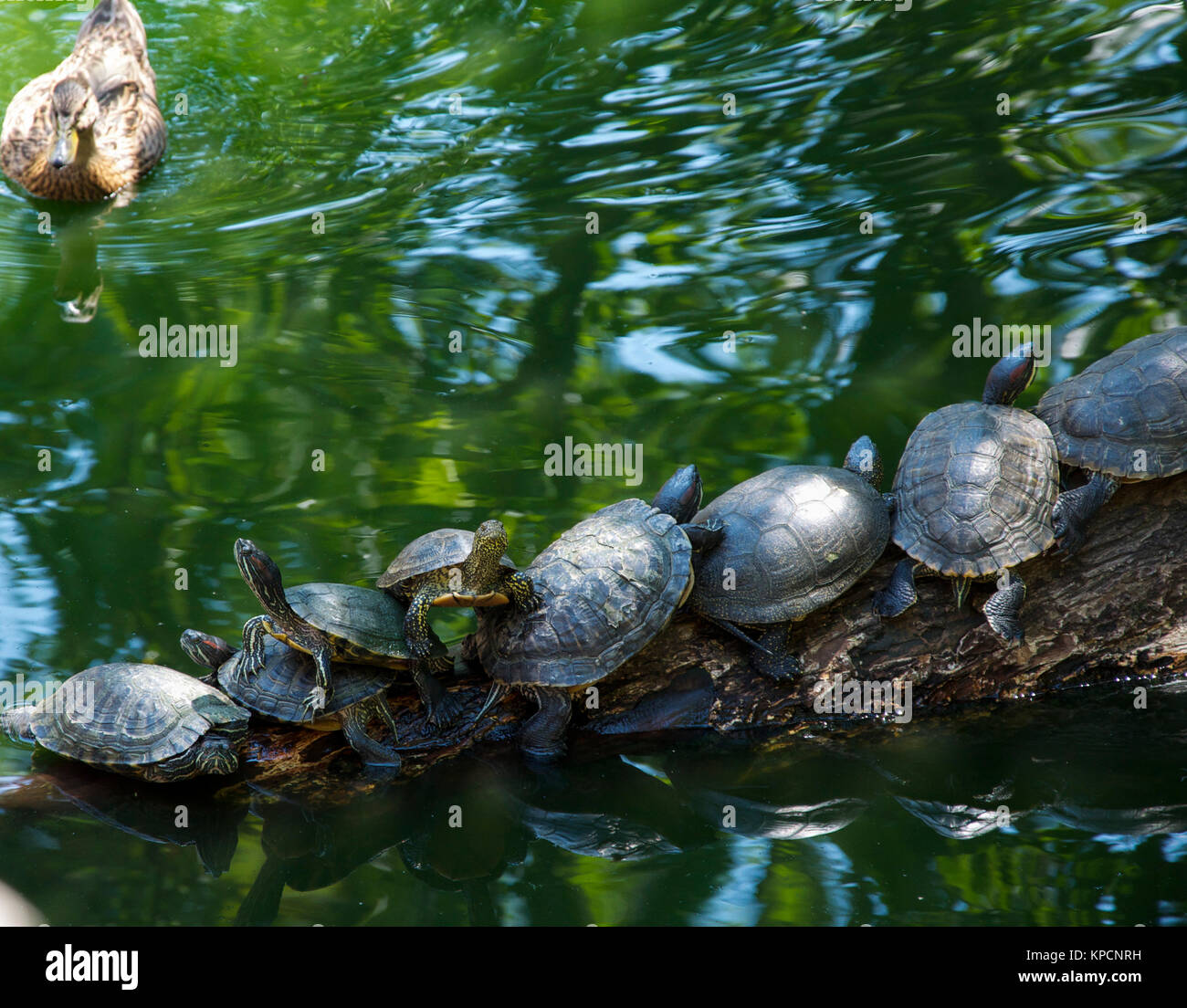Group of river turtles Stock Photo - Alamy