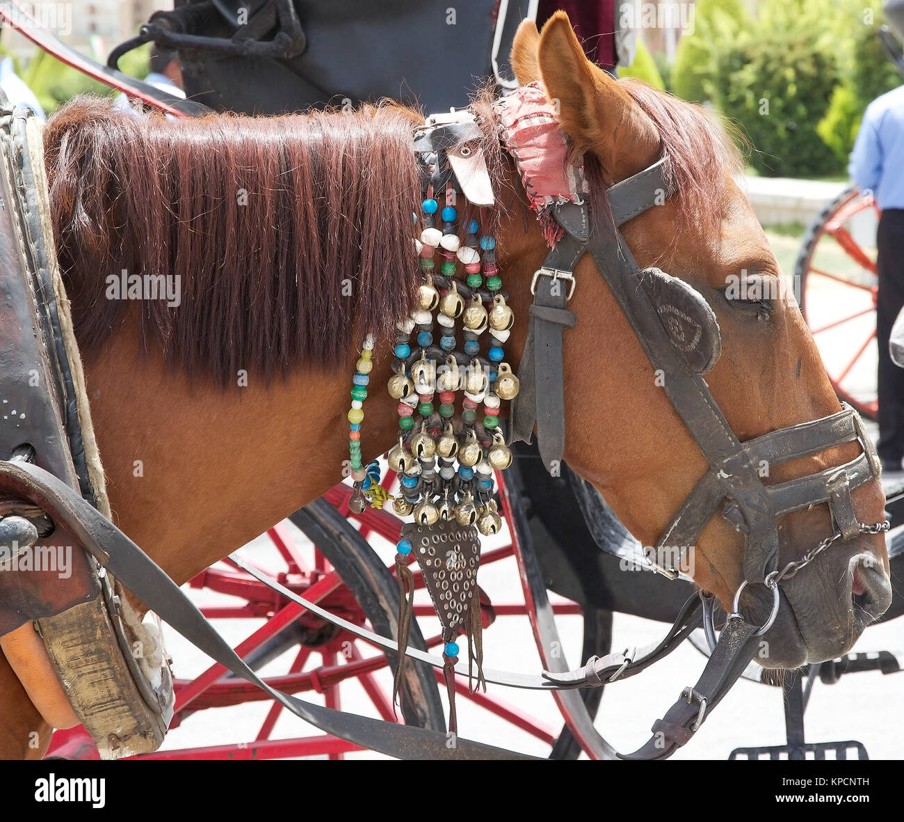 Iranian horse hi-res stock photography and images - Alamy