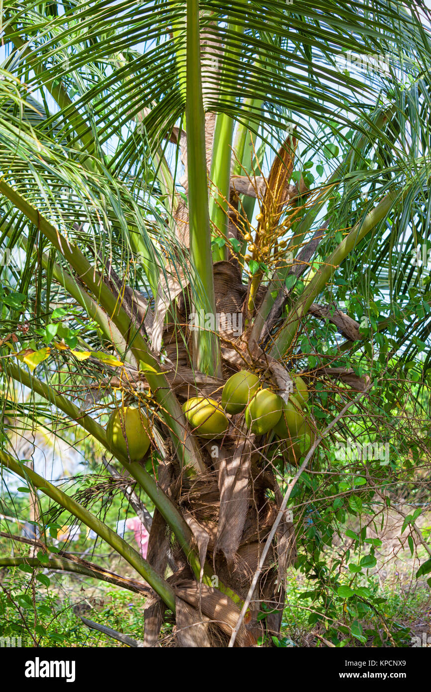 Palm trees with the fruits of king coconut Stock Photo - Alamy