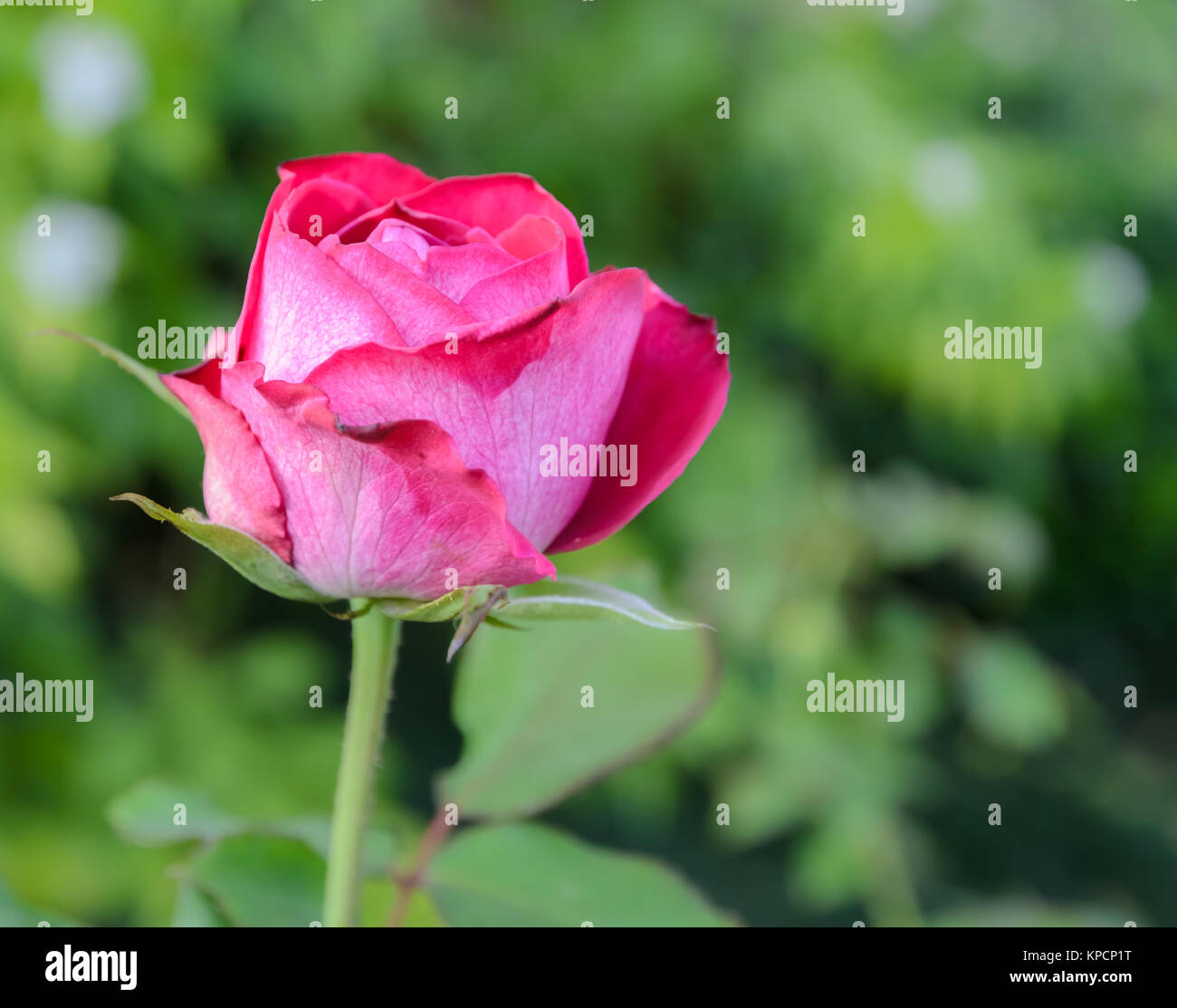 Shocking pink rose garden Stock Photo - Alamy