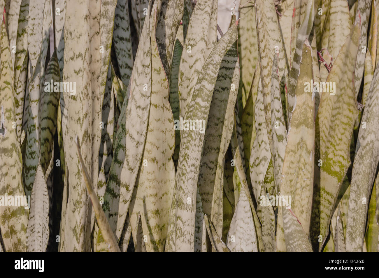 Sansevieria trifasciata, or viper's bowstring hemp, snake plant, mother ...