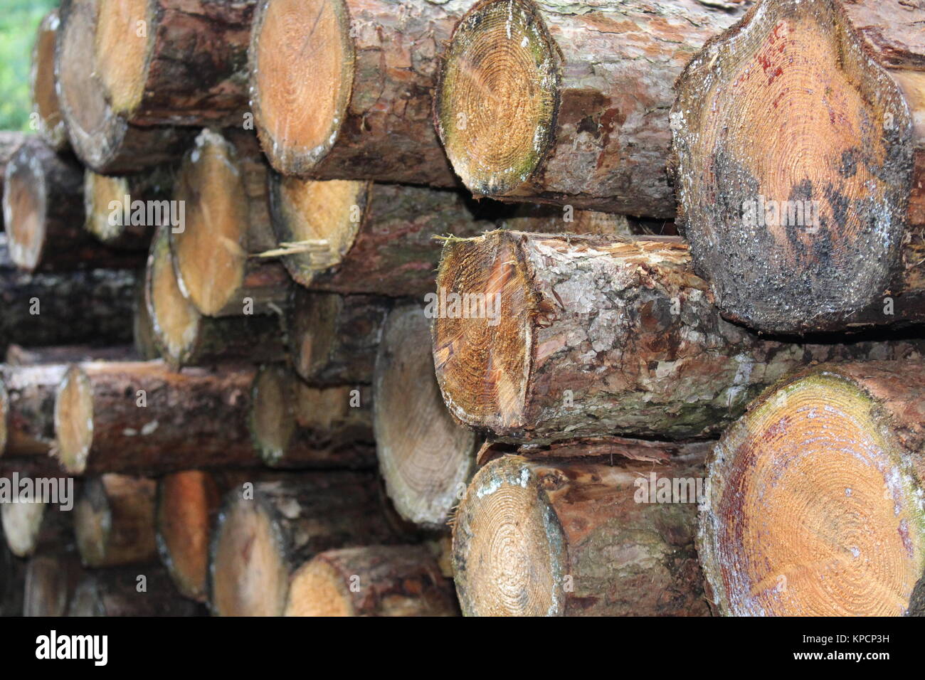 pile of cut down trees Stock Photo - Alamy