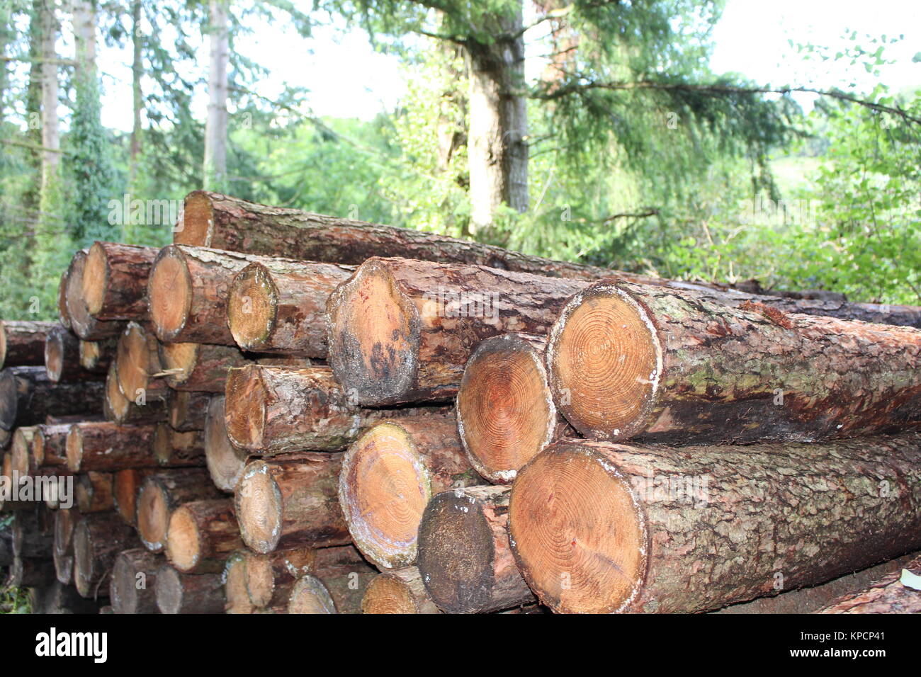 pile of cut down trees Stock Photo - Alamy
