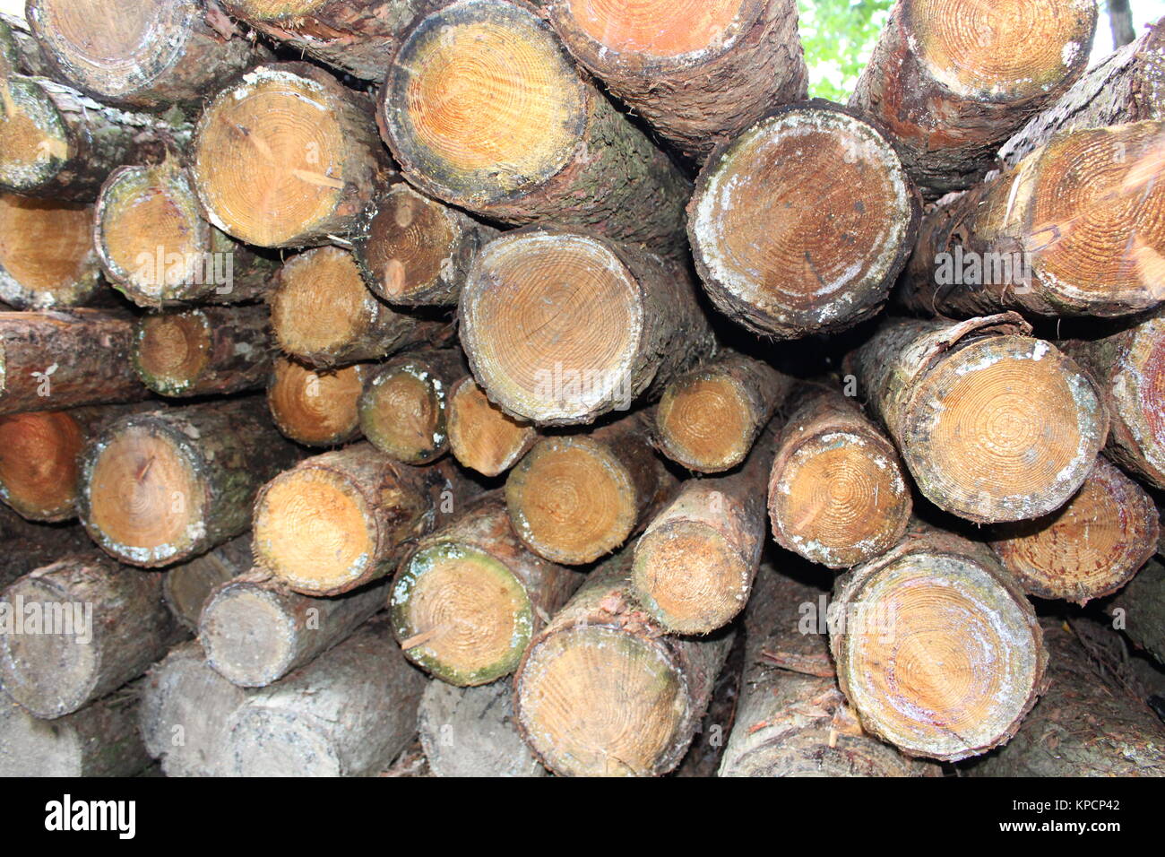 pile of cut down trees Stock Photo - Alamy