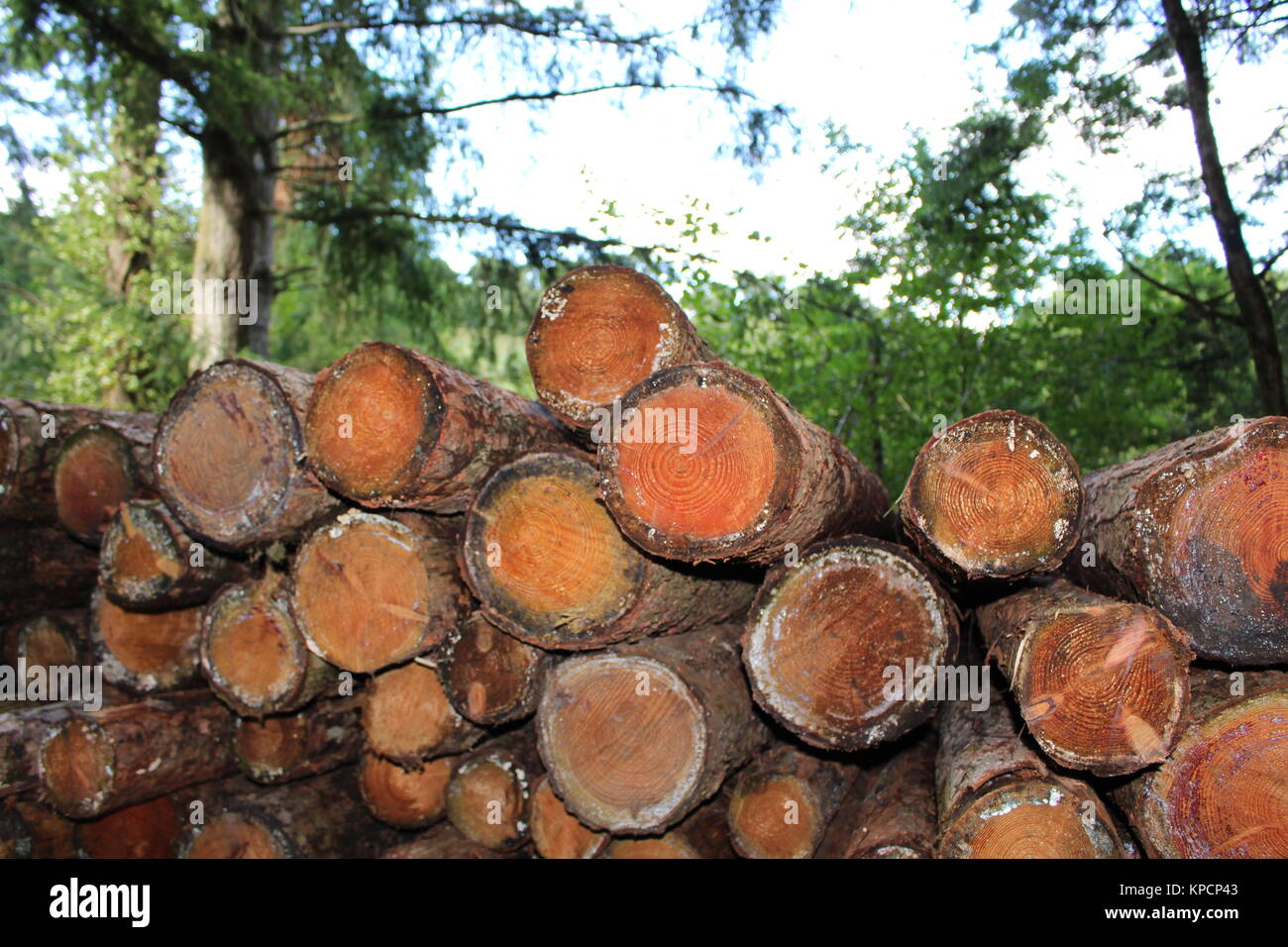 pile of cut down trees Stock Photo - Alamy