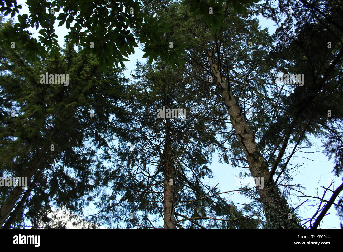 view up through trees, looking up at trees, woodland canopy, trees ...