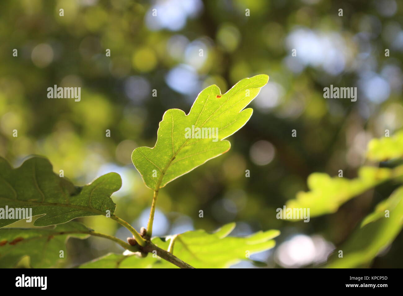 Uk tree identification hi-res stock photography and images - Alamy