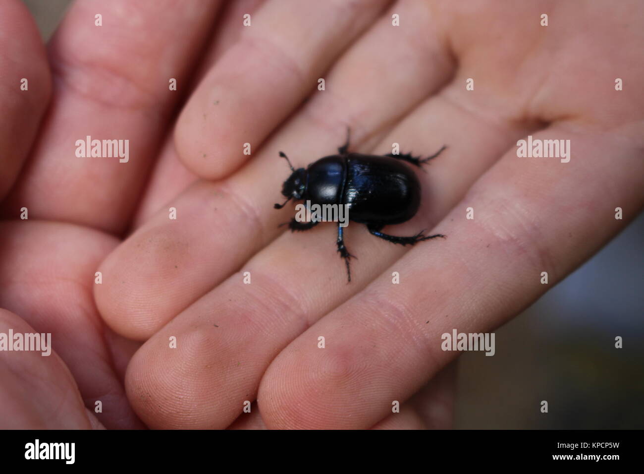 Beetle in child's hands Stock Photo - Alamy