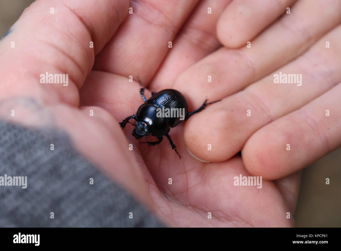 Beetle in child's hands Stock Photo - Alamy
