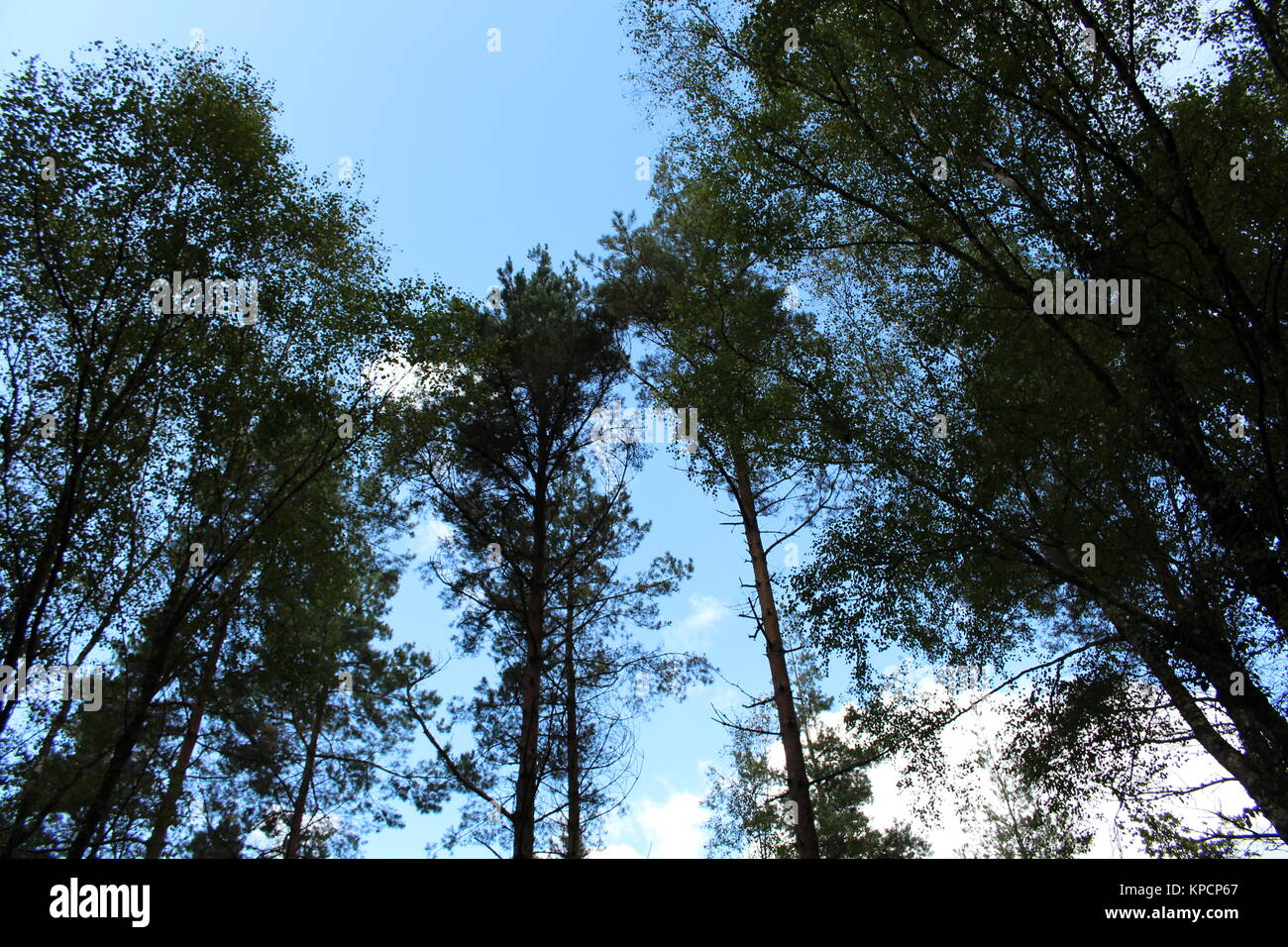Looking up through trees, tree canopy, woodland, woods Stock Photo - Alamy