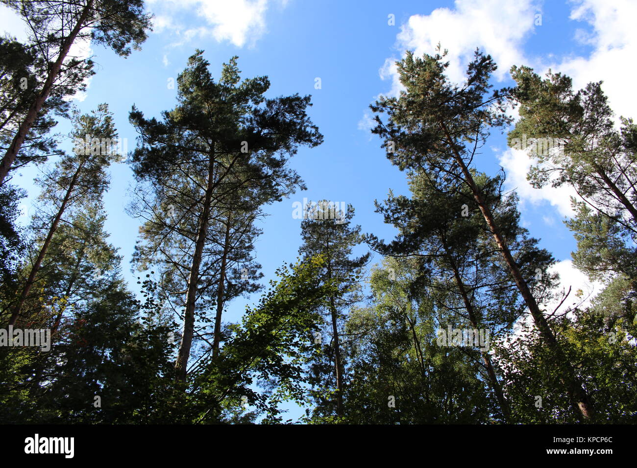 looking up at trees, point of view trees, trees canopy, woodland Stock ...