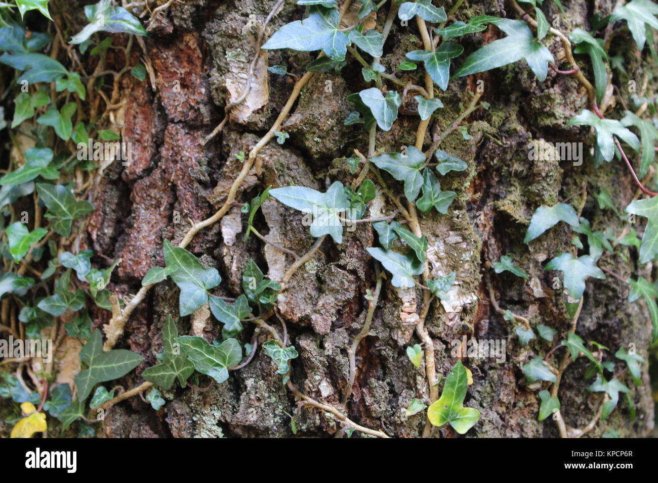 Ivy on tree Stock Photo - Alamy
