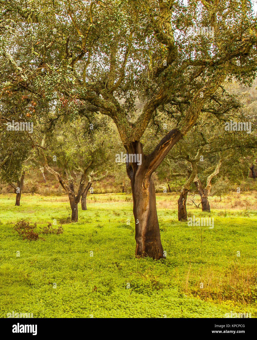 Cork Trees natural resources Landscape in Portugal Stock Photo - Alamy
