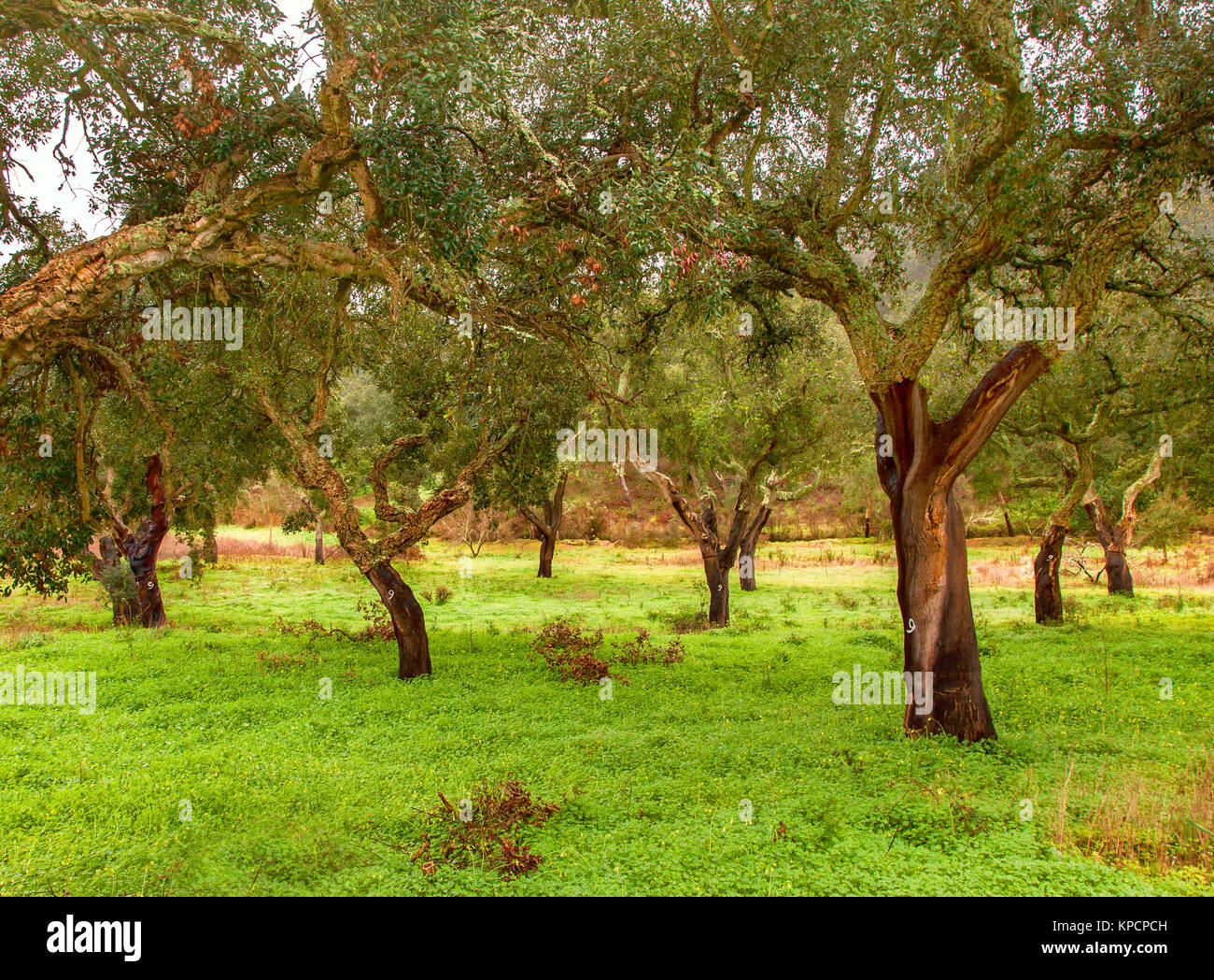 Cork Trees natural resources Landscape in Portugal Stock Photo - Alamy