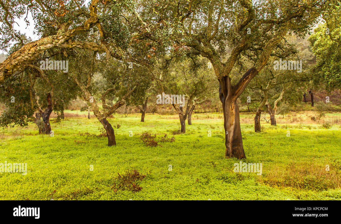 Cork Trees natural resources Landscape in Portugal Stock Photo - Alamy