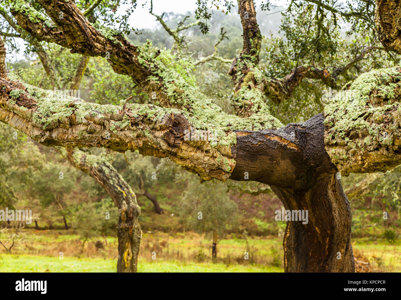 Cork Trees natural resources Landscape in Portugal Stock Photo - Alamy