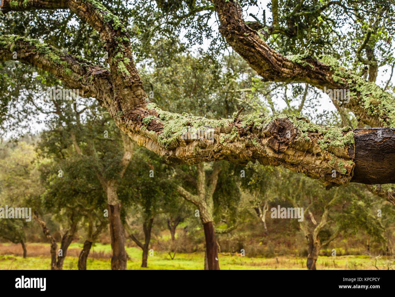 Cork Trees natural resources Landscape in Portugal Stock Photo - Alamy