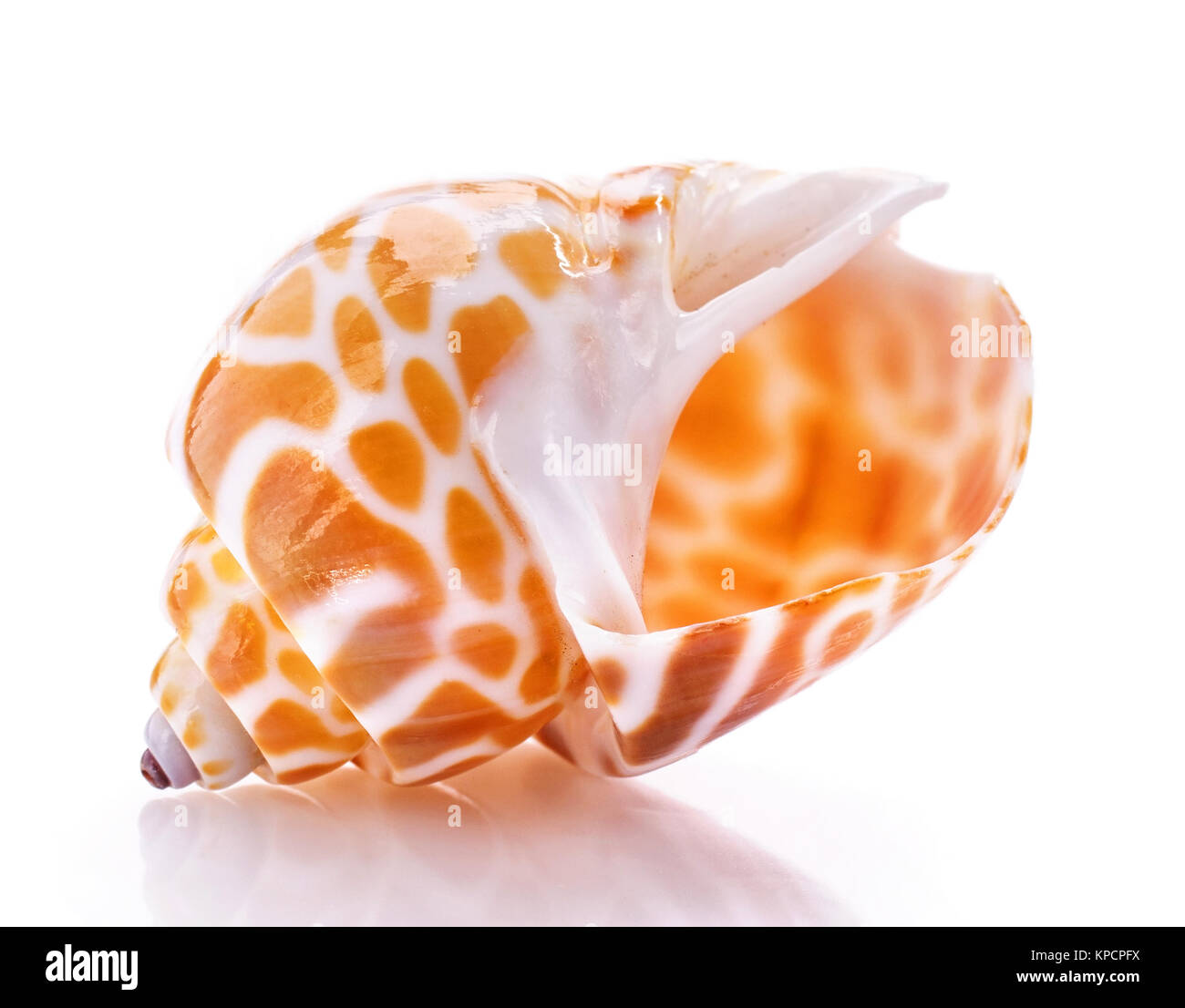 Sea shell isolated on white background Stock Photo - Alamy