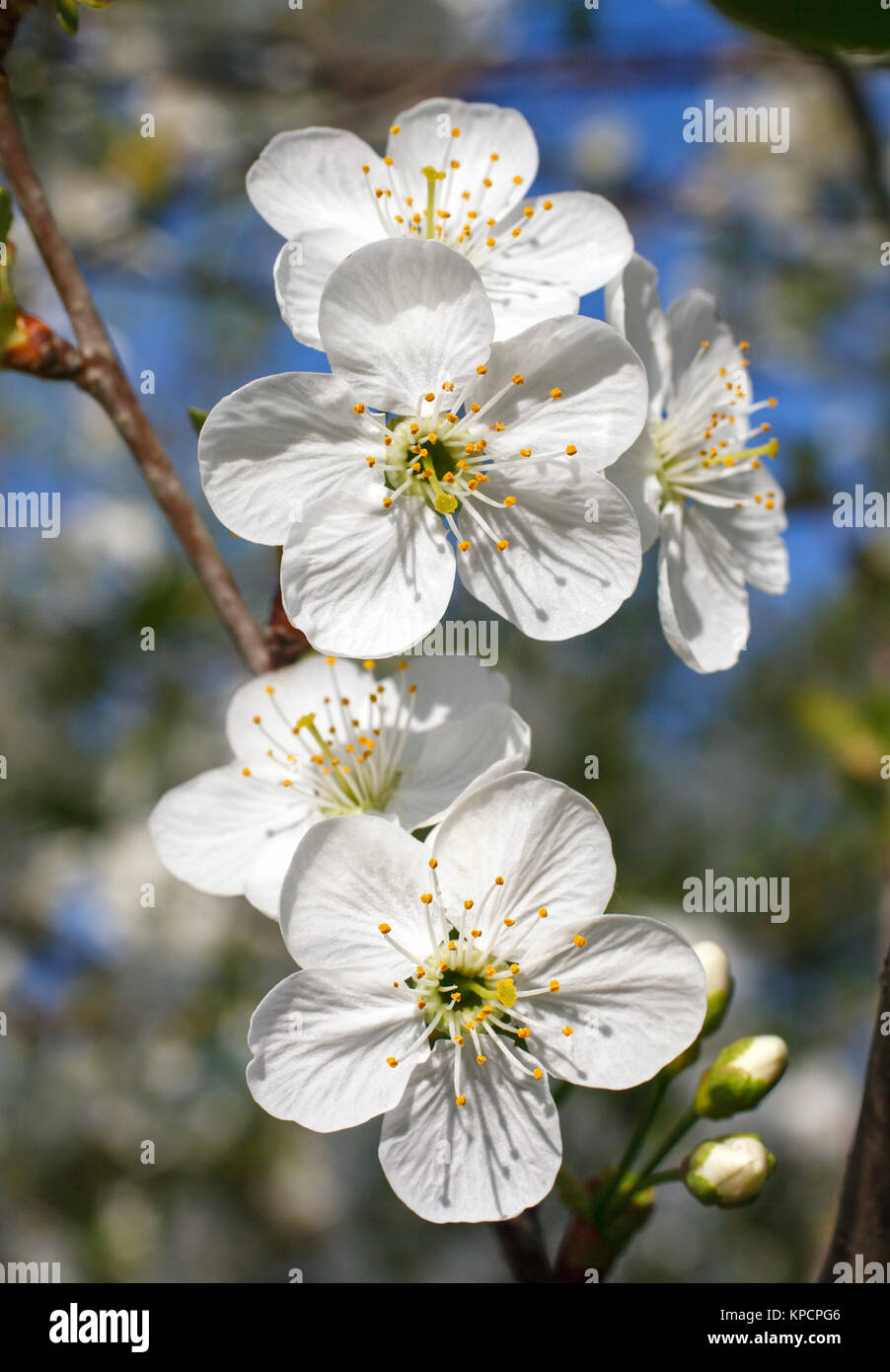 white flowers blooming on branch Stock Photo - Alamy