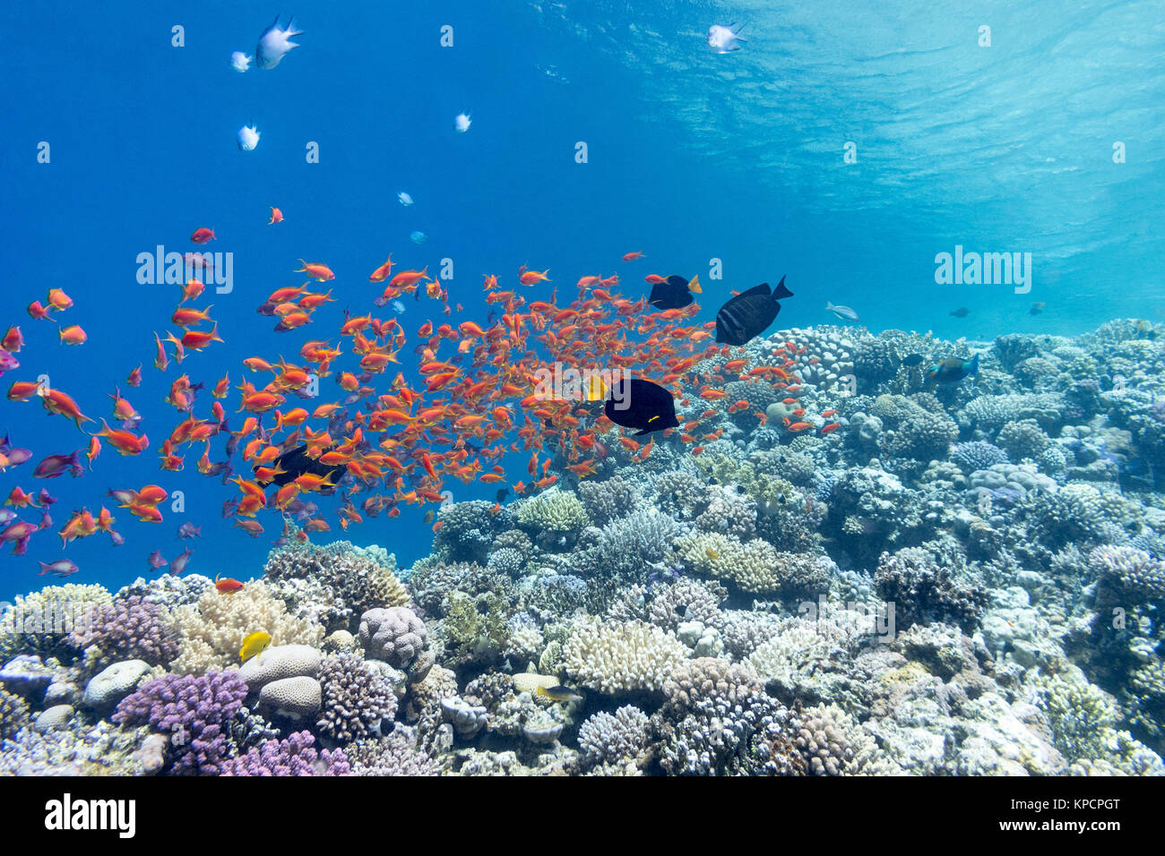 coral reef with shoal of fishes scalefin anthias, underwater Stock ...