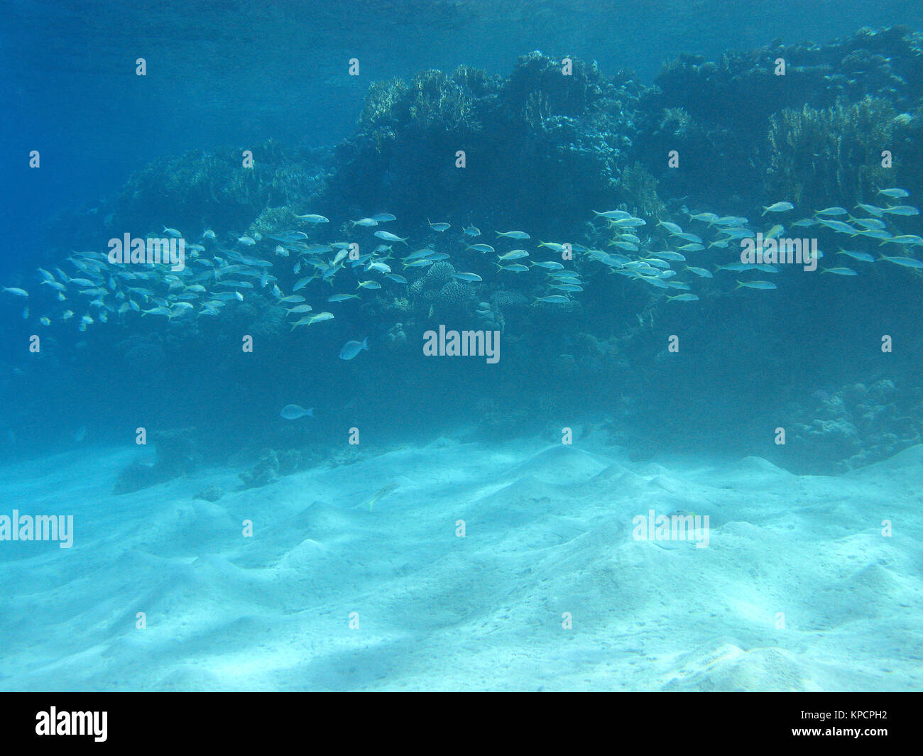 coral reef with shoal of goatfishes in tropical sea, underwater Stock ...