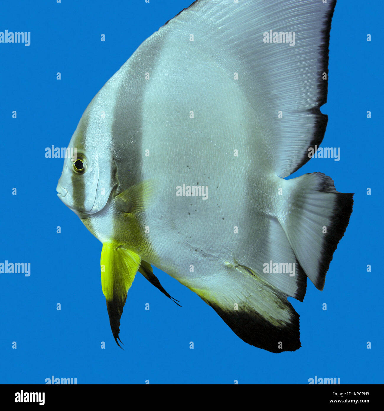 single exotic fish circular batfish in tropical sea , underwater Stock ...