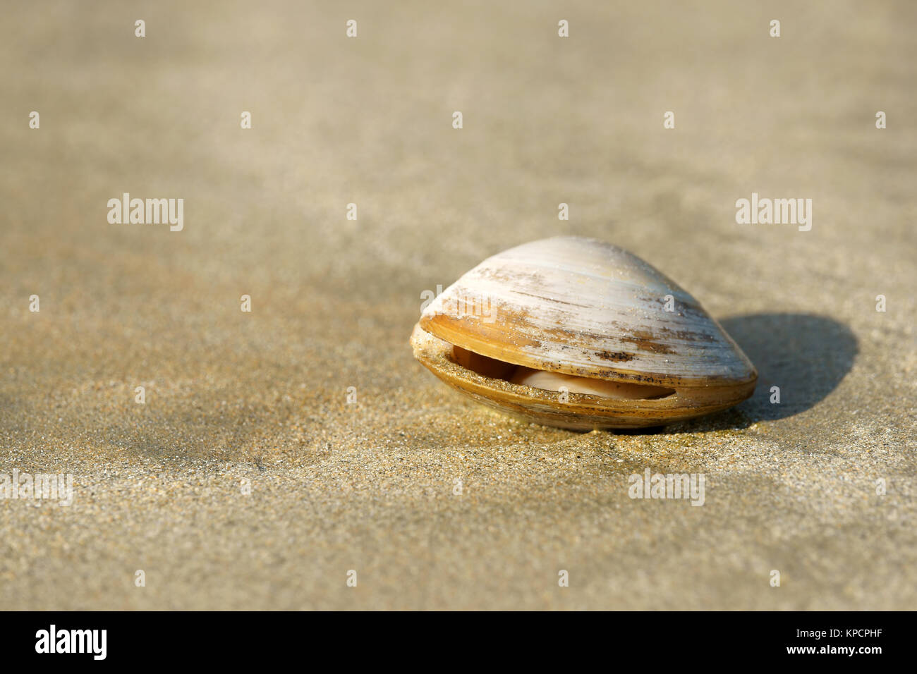 Isolated clam on sand in New Zealand Stock Photo - Alamy