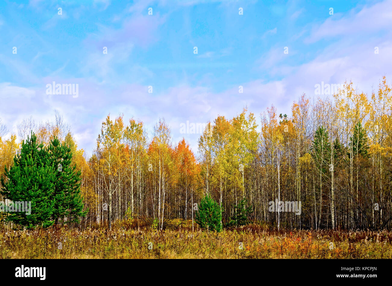 Forest autumn and blue sky Stock Photo - Alamy