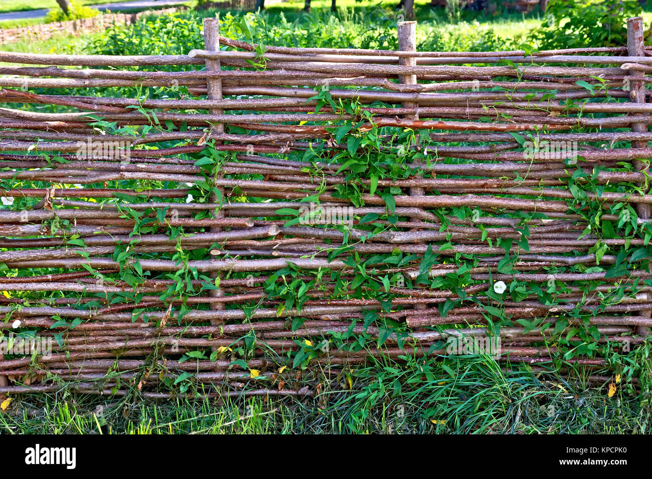 Fence wicker willow with bindweed Stock Photo - Alamy