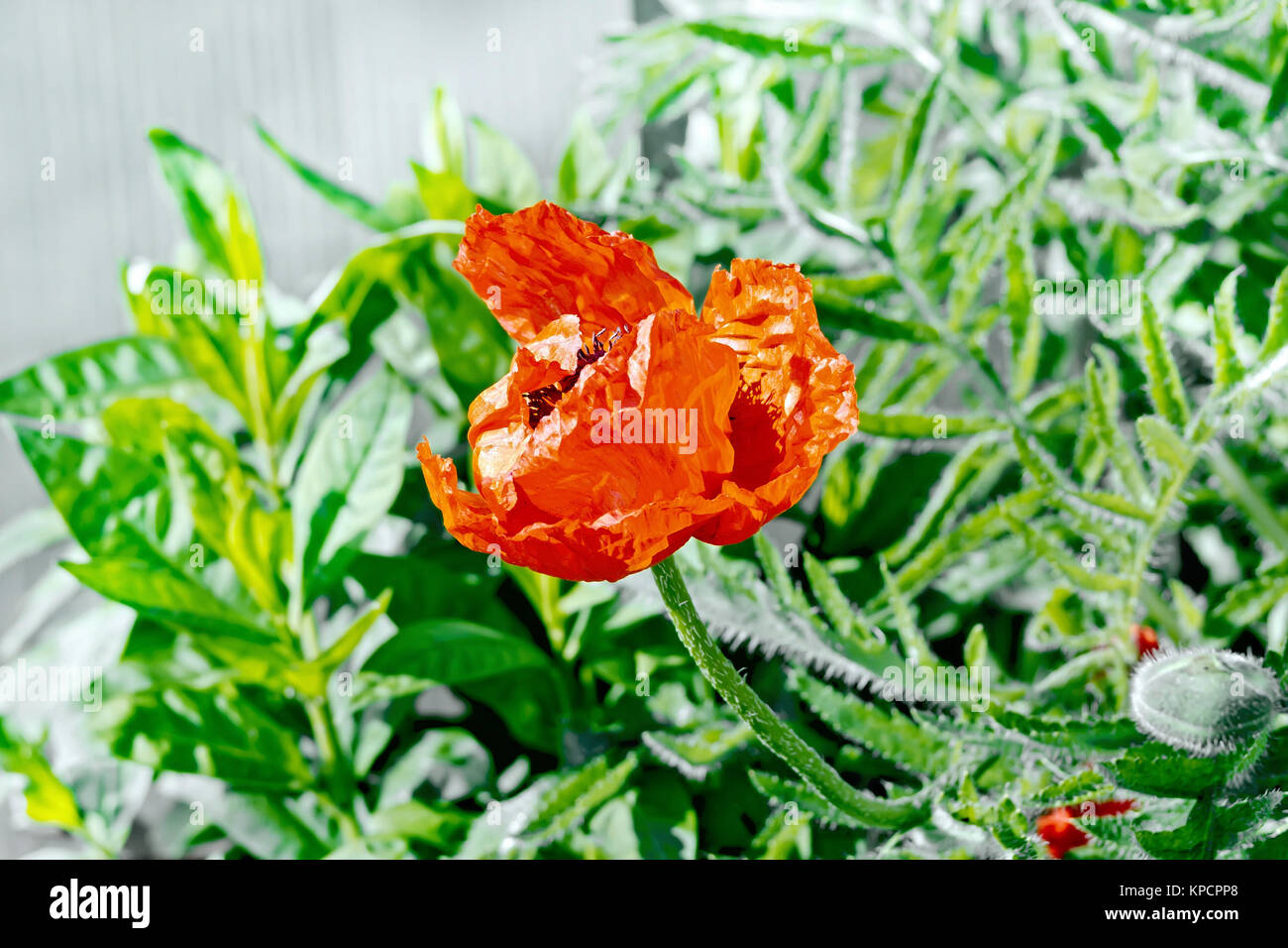 Poppy red with leaves Stock Photo - Alamy