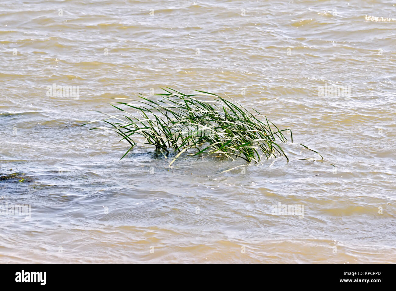 Reed in river water Stock Photo - Alamy