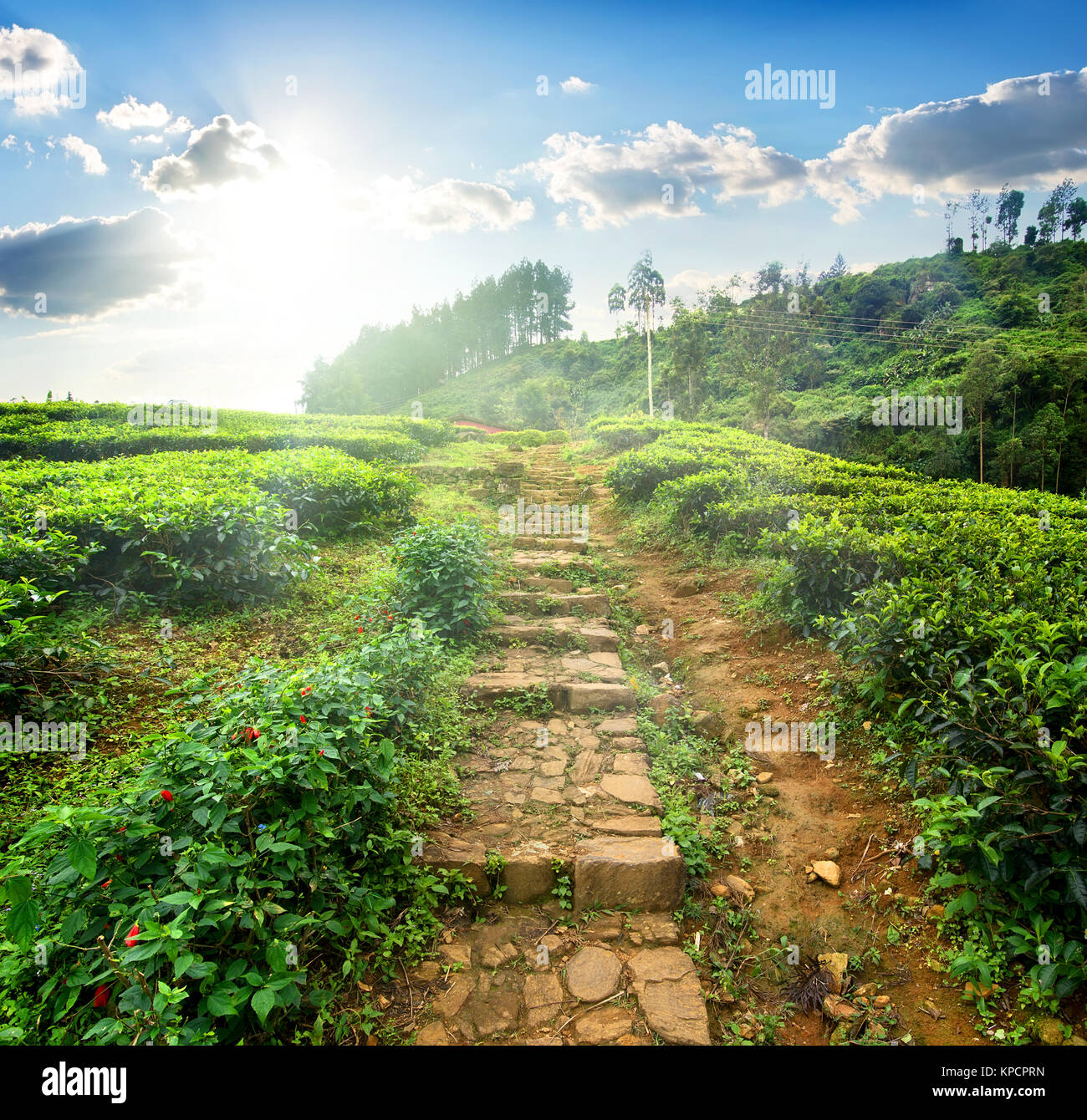 Staircase in tea field Stock Photo - Alamy