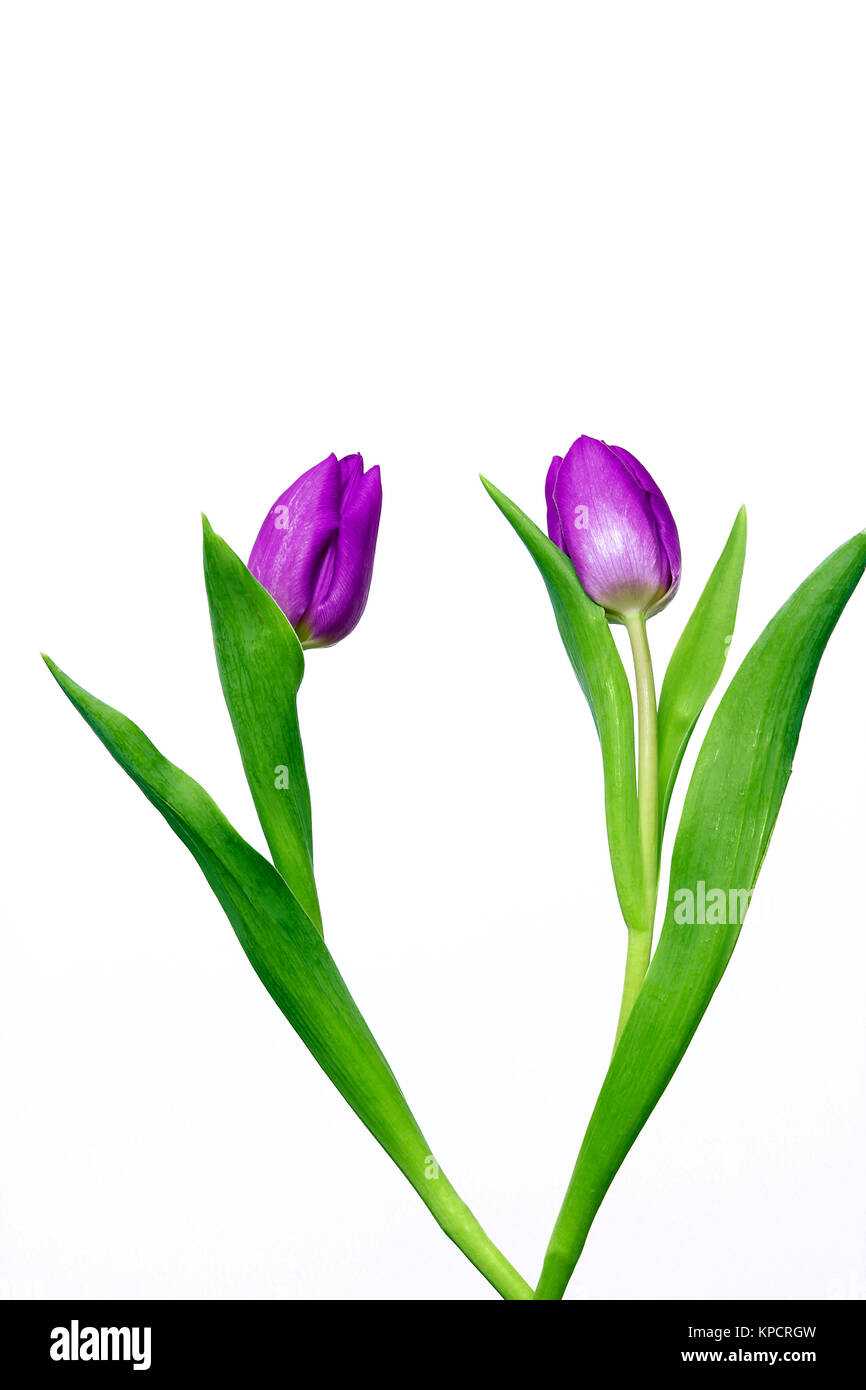 Purple flowers backdrop Cut Out Stock Images & Pictures - Alamy