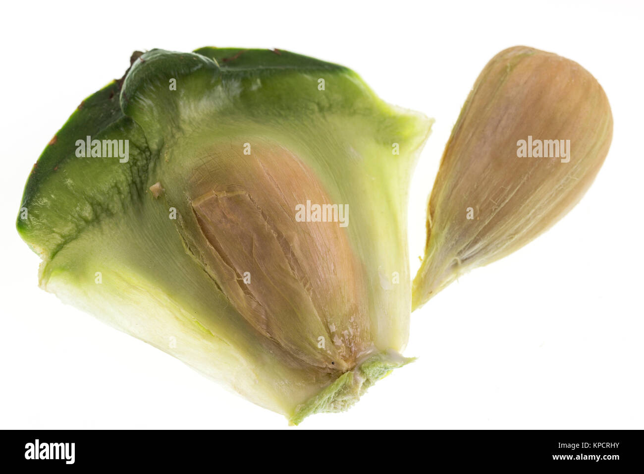 Detail of single bunya pine seed and a cone segment Stock Photo - Alamy