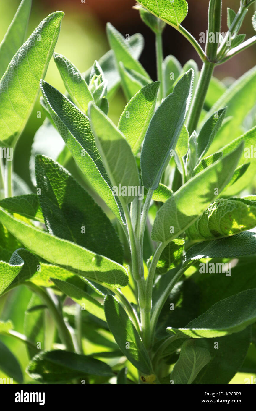 Sage bush shrub plant hi-res stock photography and images - Alamy