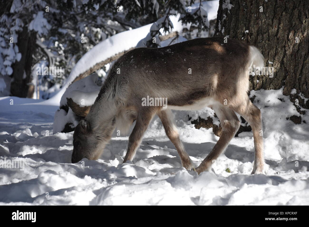 reindeer in winter Stock Photo - Alamy