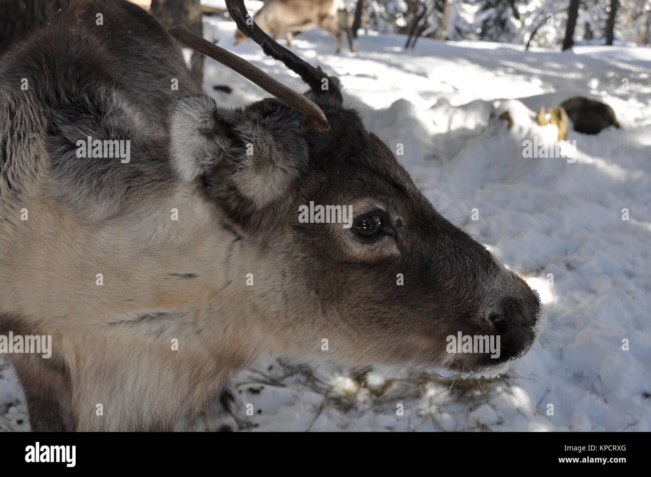 Norway reindeer skin hi-res stock photography and images - Alamy