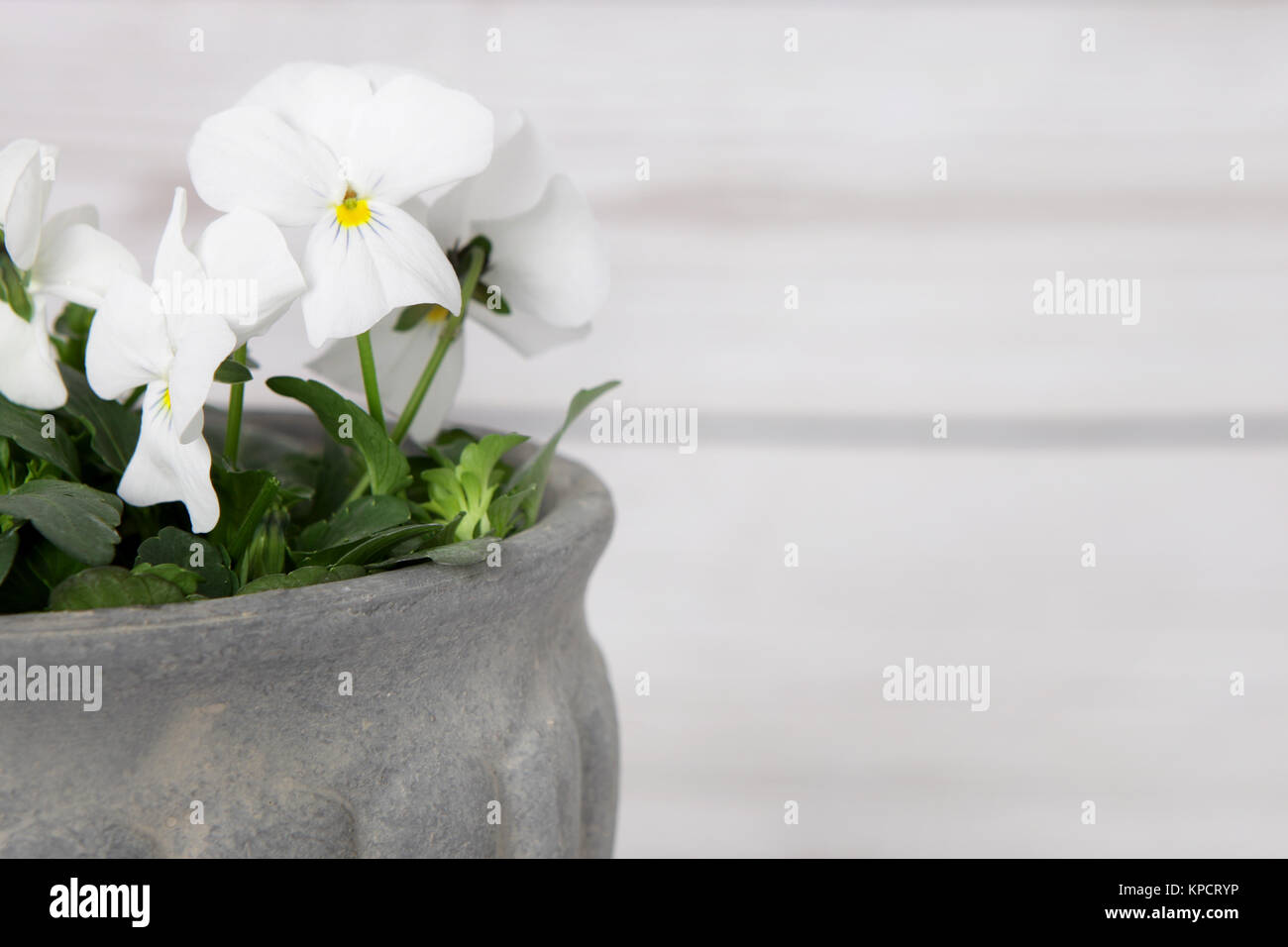 white viola in a planter in front of a wooden wall Stock Photo - Alamy
