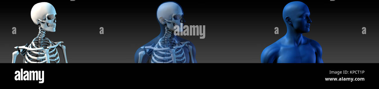 Human Bone Structure Diagram Stock Photo - Alamy