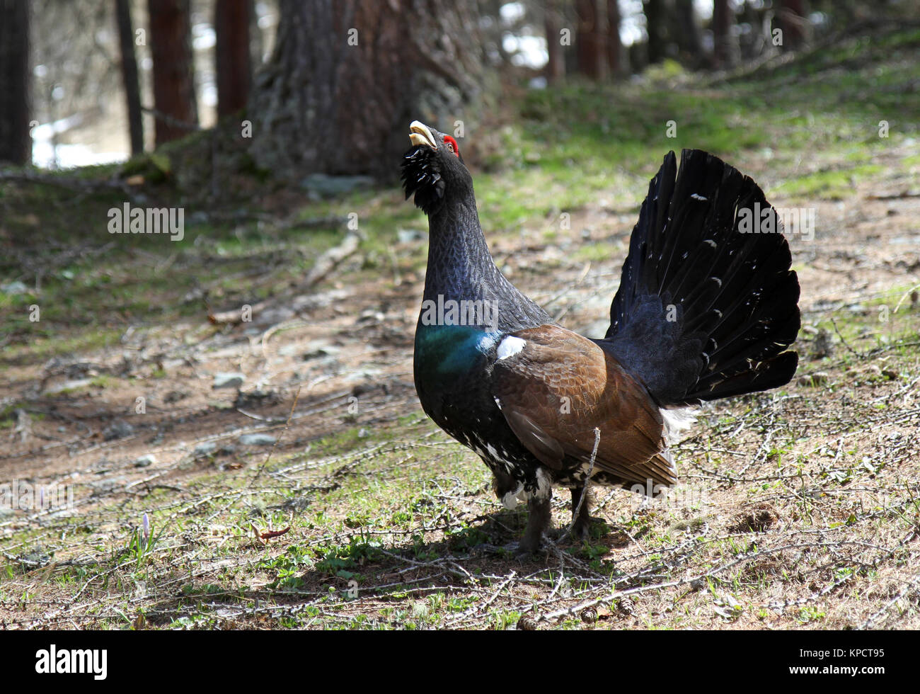 Big footed birds hi-res stock photography and images - Alamy