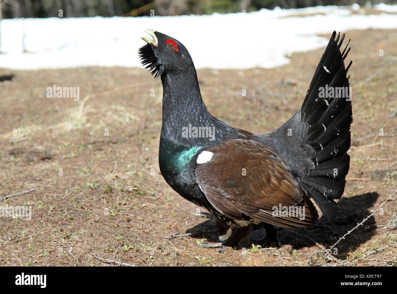 Big footed birds hi-res stock photography and images - Alamy