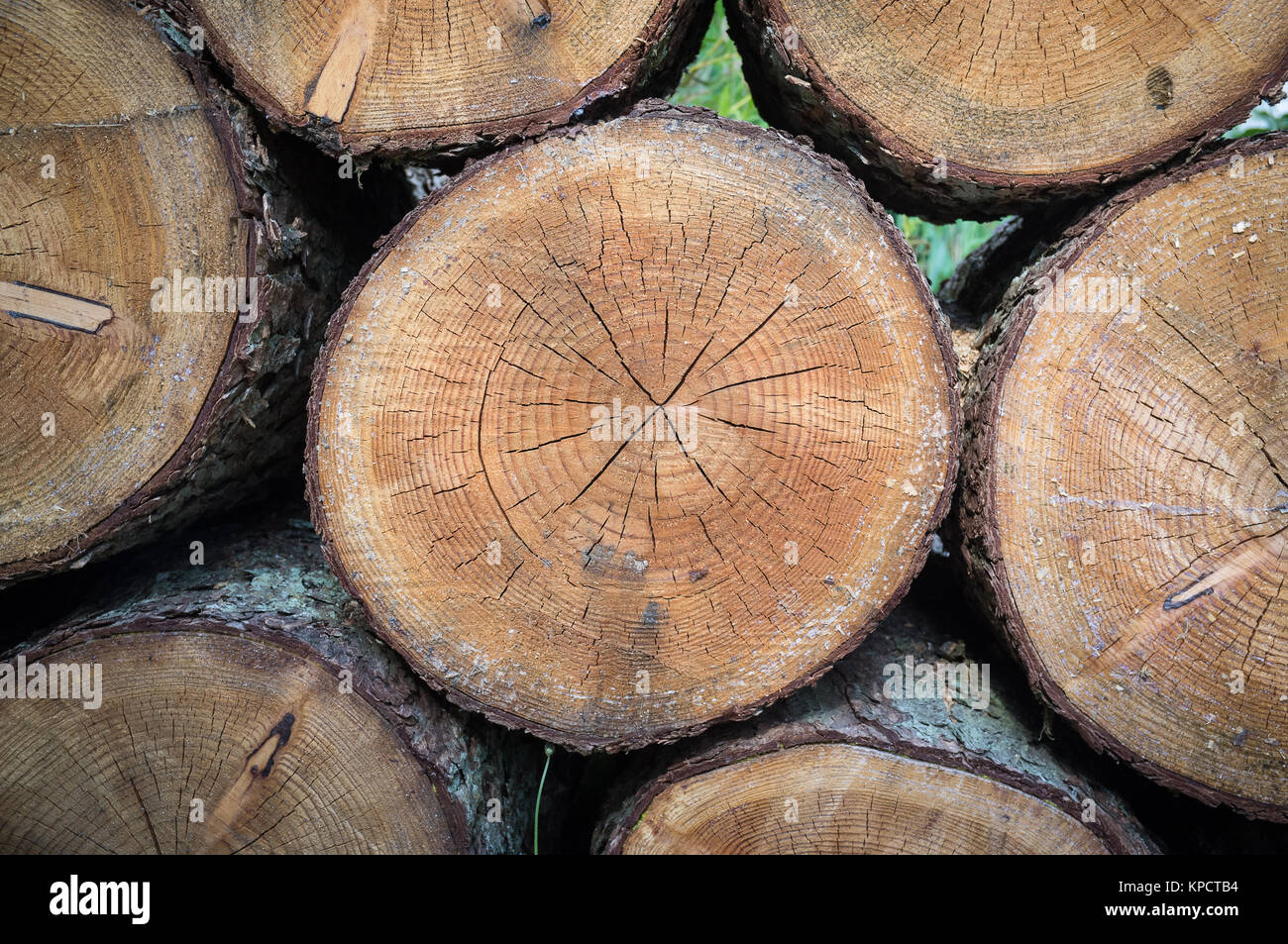 Sawn Logs Stock Photos & Sawn Logs Stock Images - Alamy